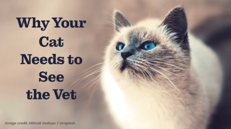 Why Your Cat Needs to See the Vet | Adair County Veterinary Services ...